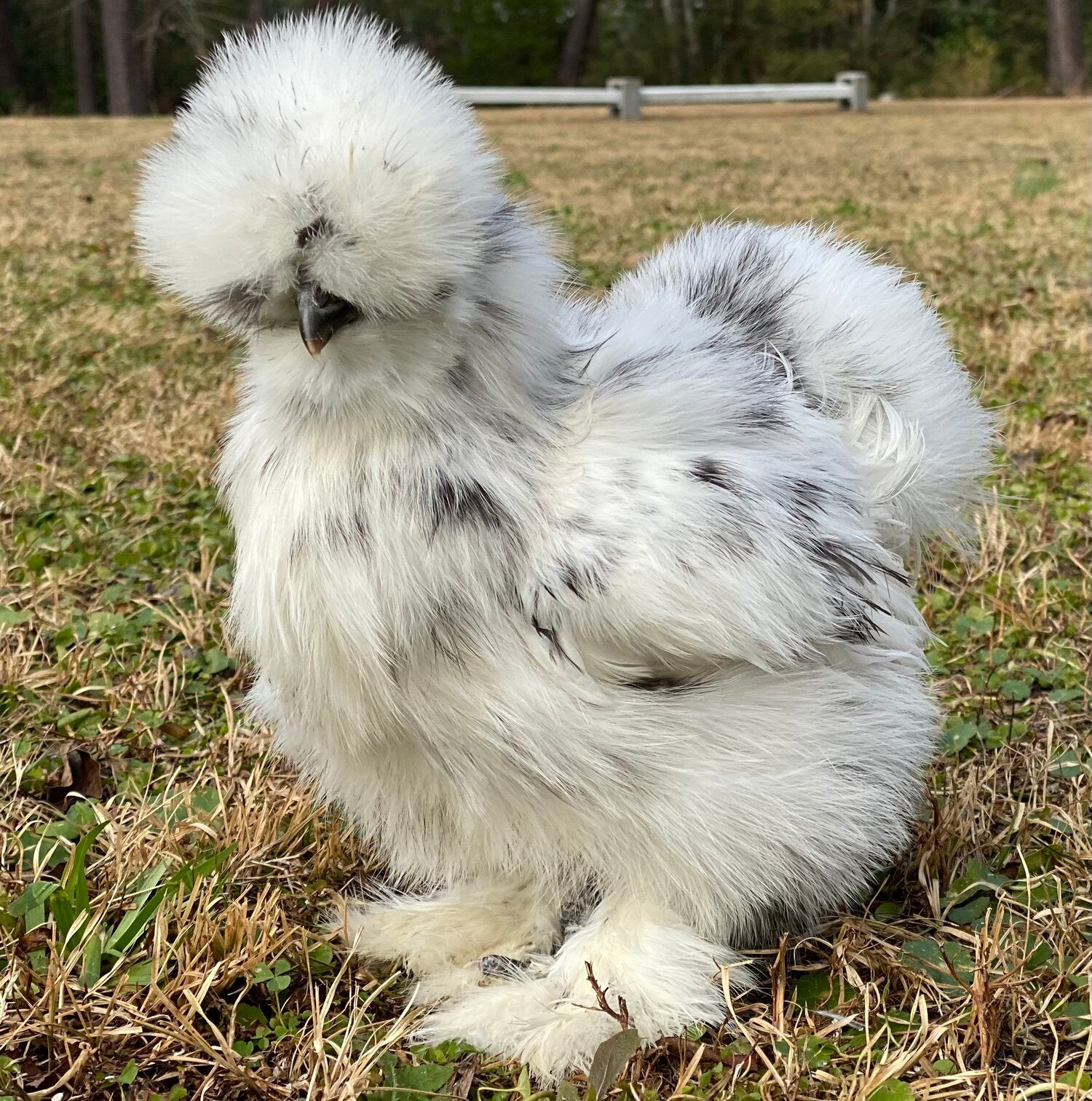 Silkie Chickens: The Enchanting Fluffy Angels – ZiDtia