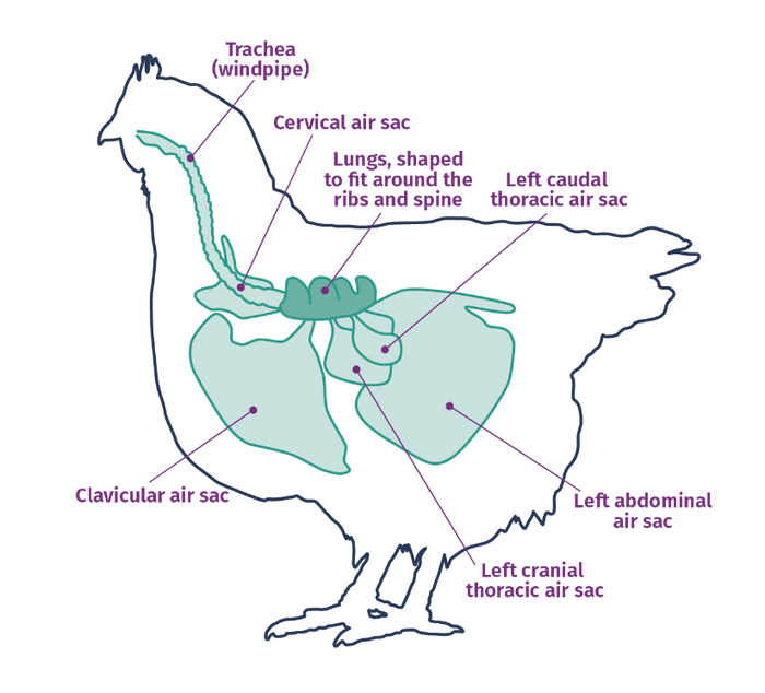 Understanding and Managing Common Ailments in Chickens – ZiDtia