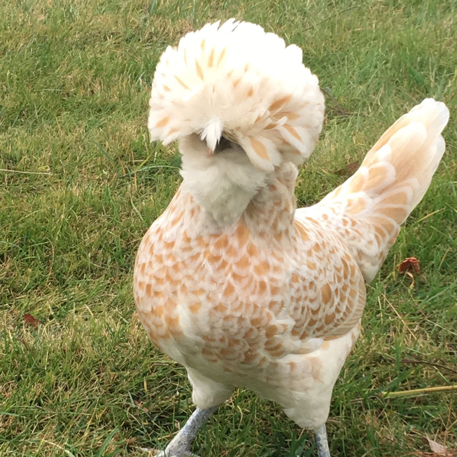 Historic Journey with Chicken – ZiDtia