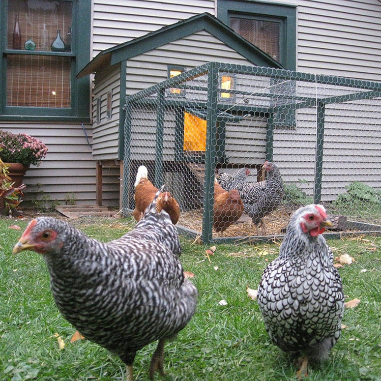 Housing Chickens: A Comprehensive Guide – ZiDtia