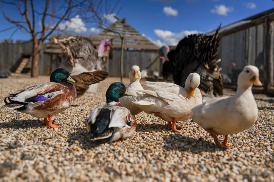 Discover the Joy of Raising Ducks: Essential Tips for Beginners – ZiDtia