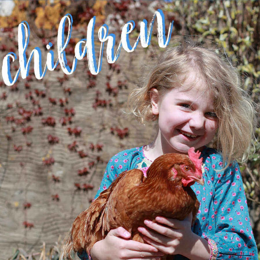 When is the Best Time to Breed Chickens? – ZiDtia