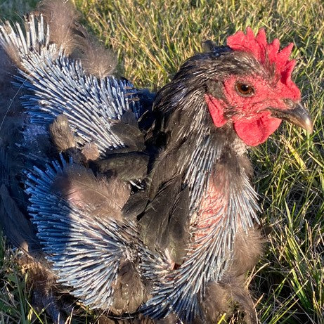 Understanding Feather Loss in Chickens – ZiDtia