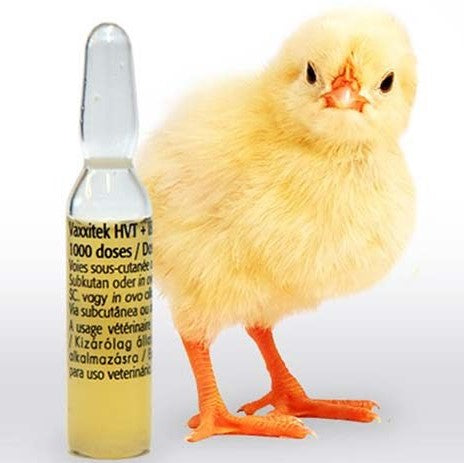 The Essential Guide to Chicken Vaccinations – ZiDtia