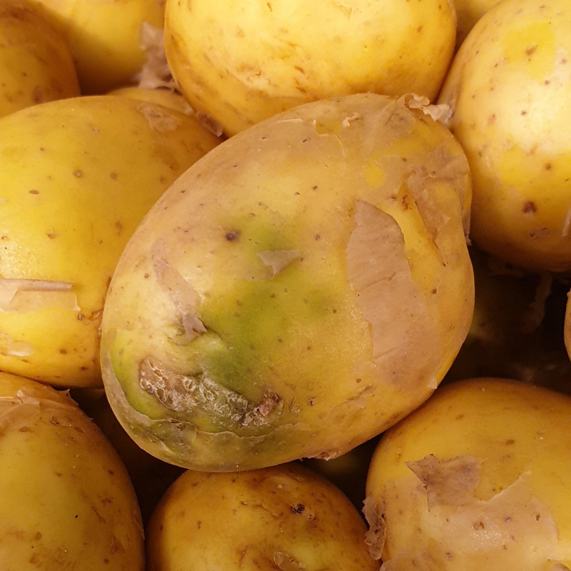 Identifying and Avoiding Toxic Plants and Foods for Chickens – ZiDtia